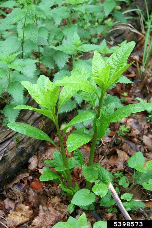 common pokeweed (Phytolacca americana L.)