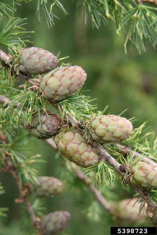 European larch (Larix decidua P. Mill.)