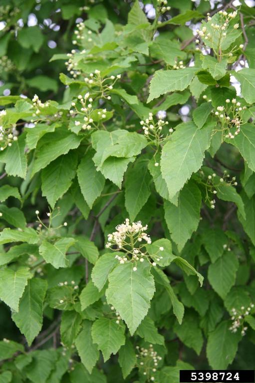 tatarian maple (Acer tataricum L.)