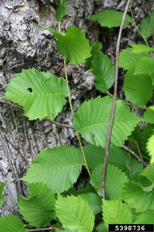 European white elm (Ulmus laevis)