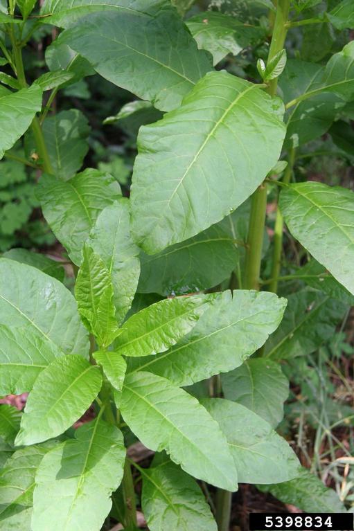 common pokeweed (Phytolacca americana L.)