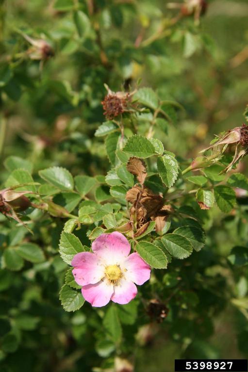 sweetbriar (Rosa rubiginosa L.)