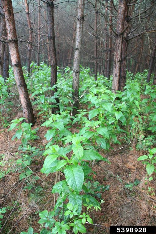 common pokeweed (Phytolacca americana L.)