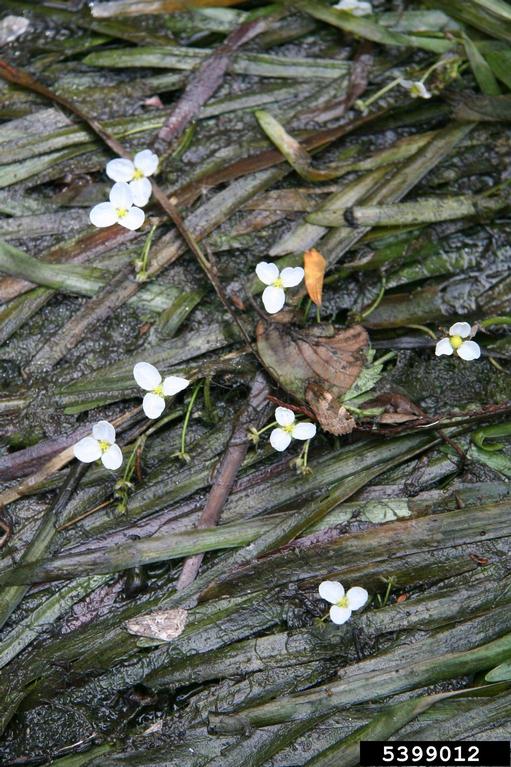 awl-leaf arrowhead (Sagittaria subulata)