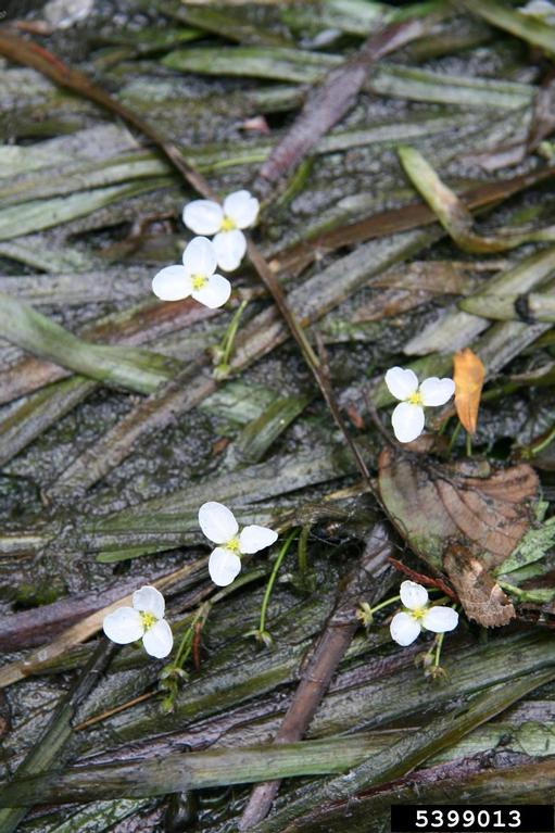 awl-leaf arrowhead (Sagittaria subulata (L.) Buchenau)