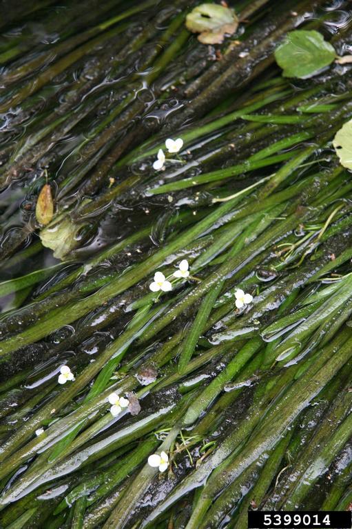 awl-leaf arrowhead (Sagittaria subulata (L.) Buchenau)
