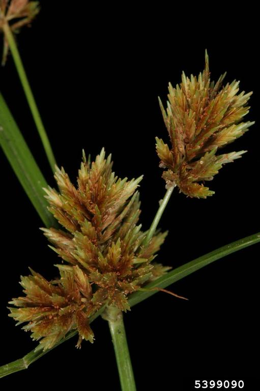 flatsedge (Cyperus glomeratus)