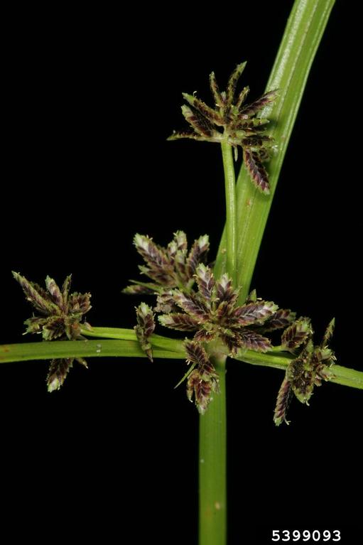 brown flatsedge (Cyperus fuscus L.)