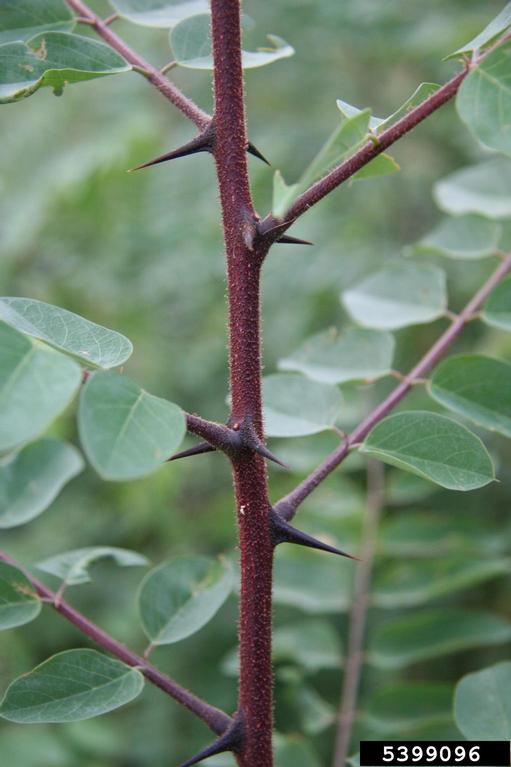 clammy locust (Robinia viscosa)
