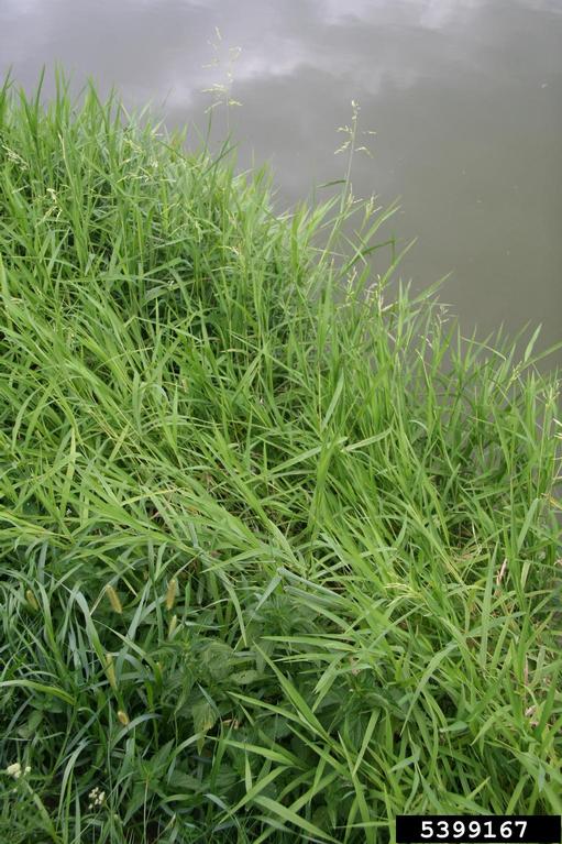 rice cutgrass (Leersia oryzoides)