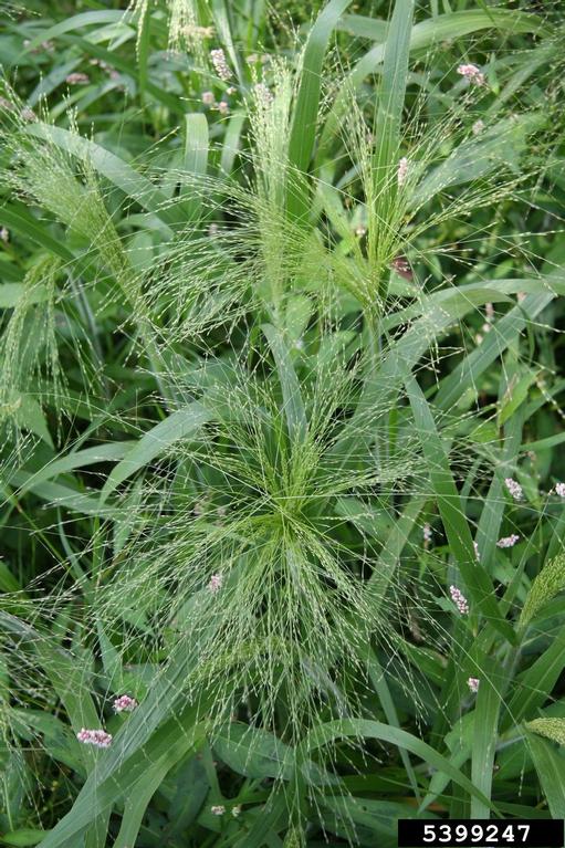 witchgrass (Panicum capillare)