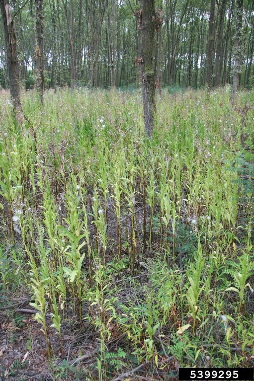 American burnweed (Erechtites hieraciifolius)