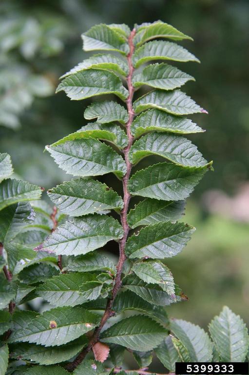 elm (Genus Ulmus L.)