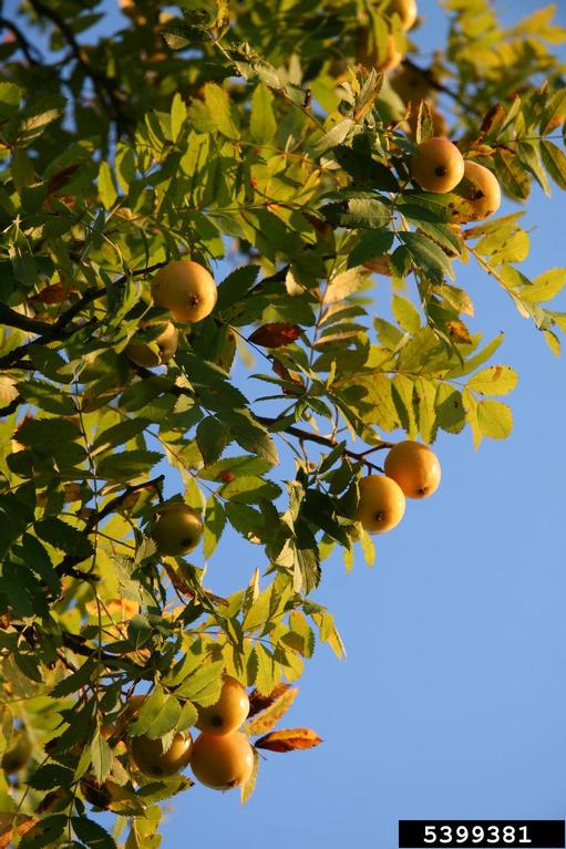 servicetree (Sorbus domestica L.)