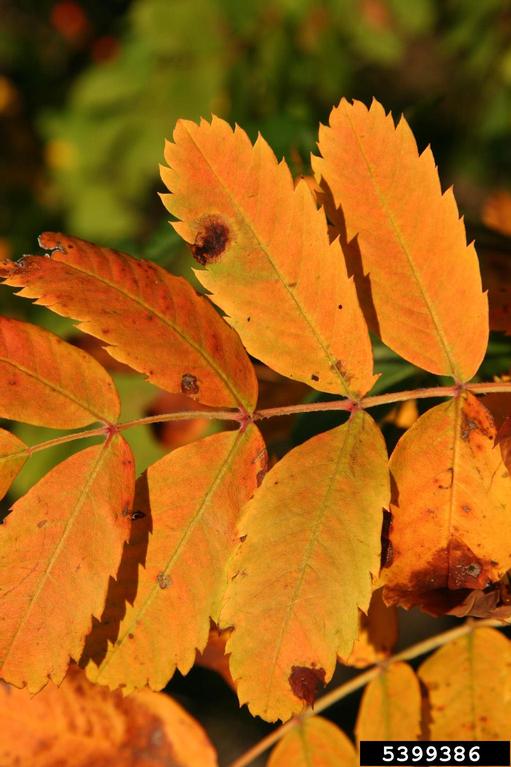 servicetree (Sorbus domestica L.)