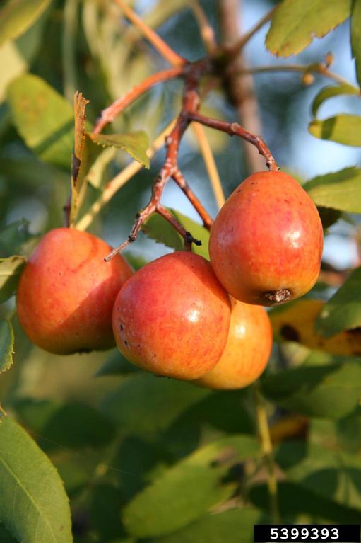servicetree (Sorbus domestica L.)