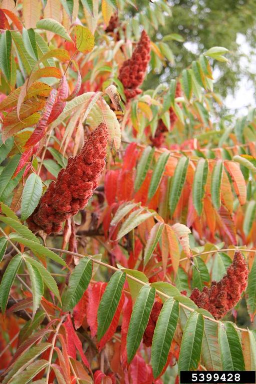 staghorn sumac (Rhus typhina)