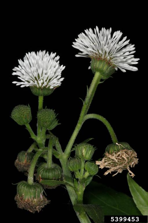 Senegal tea plant (Gymnocoronis spilanthoides (D.Don) DC. (1838))
