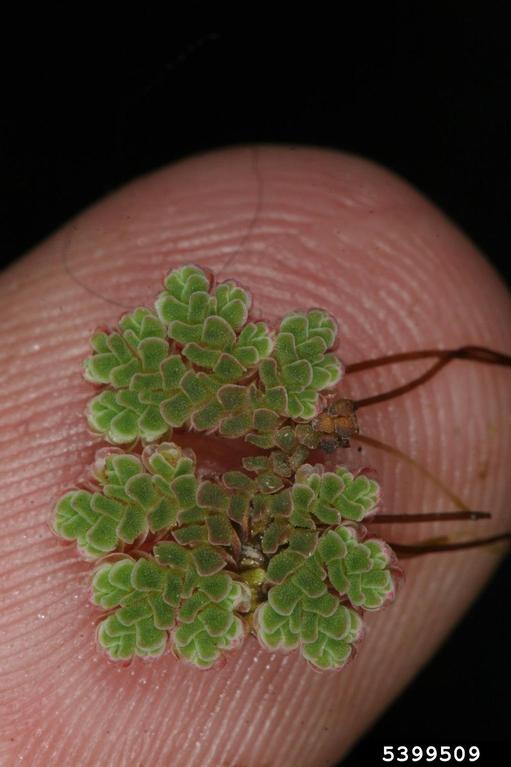 Pacific mosquitofern (Azolla filiculoides Lam.)