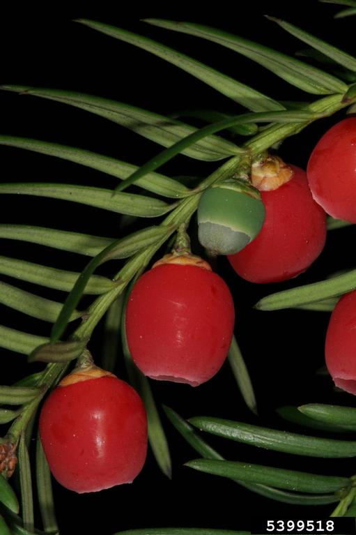 English yew (Taxus baccata L.)