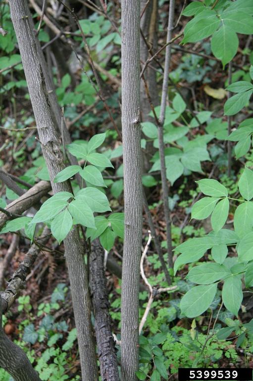 bladdernut (Staphylea pinnata)