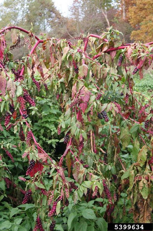 common pokeweed (Phytolacca americana L.)