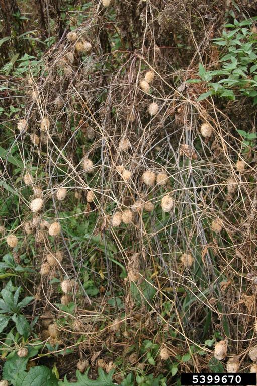 wild cucumber (Echinocystis lobata (Michx.) Torr. & Gray)