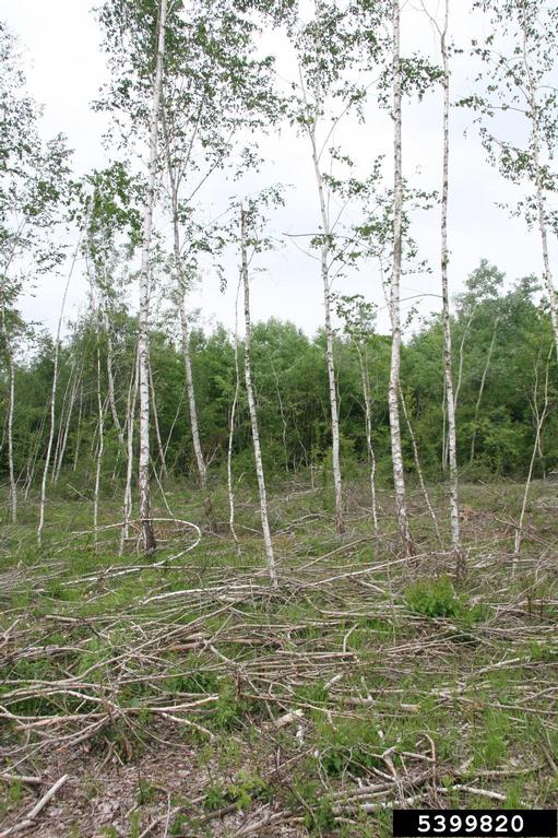 European birch (Betula pendula Roth)