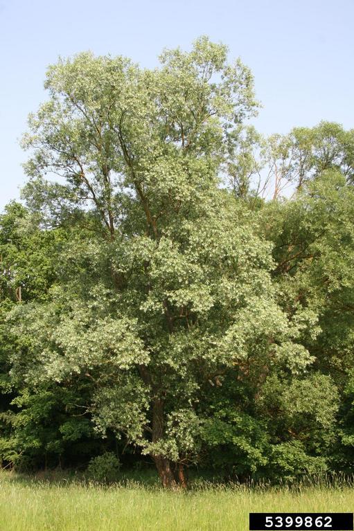 white willow (Salix alba L.)