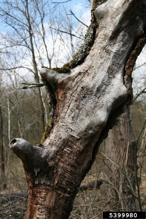 European aspen (Populus tremula)
