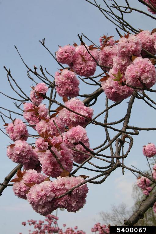 Japanese flowering cherry (Prunus serrulata)