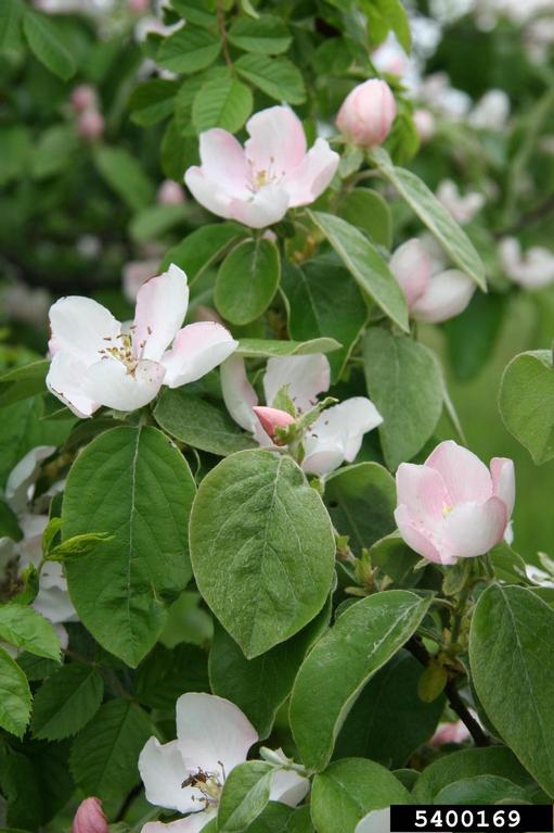 quince (Cydonia oblonga P. Mill.)