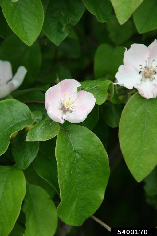 quince (Cydonia oblonga P. Mill.)