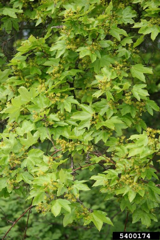hedge maple, Acer campestre (Sapindales: Sapindaceae) - 5400174