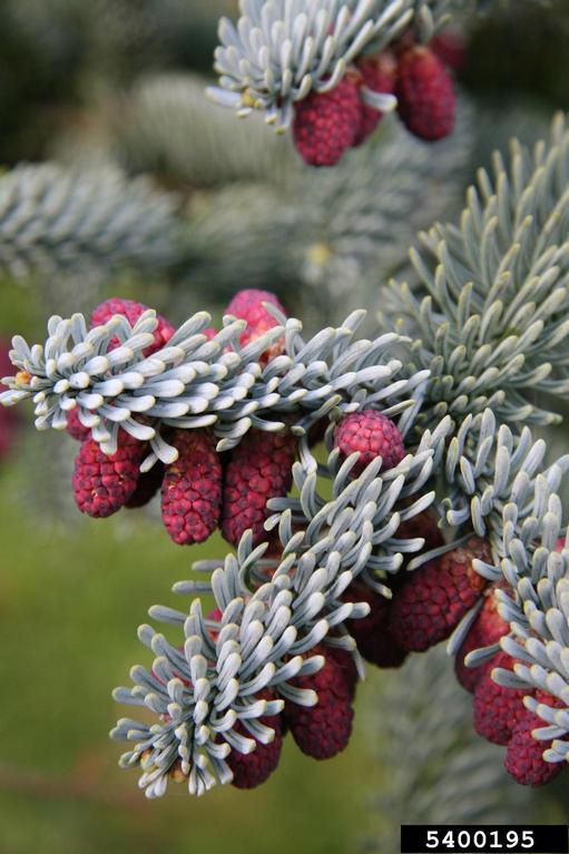 fir (Genus Abies P. Mill.)