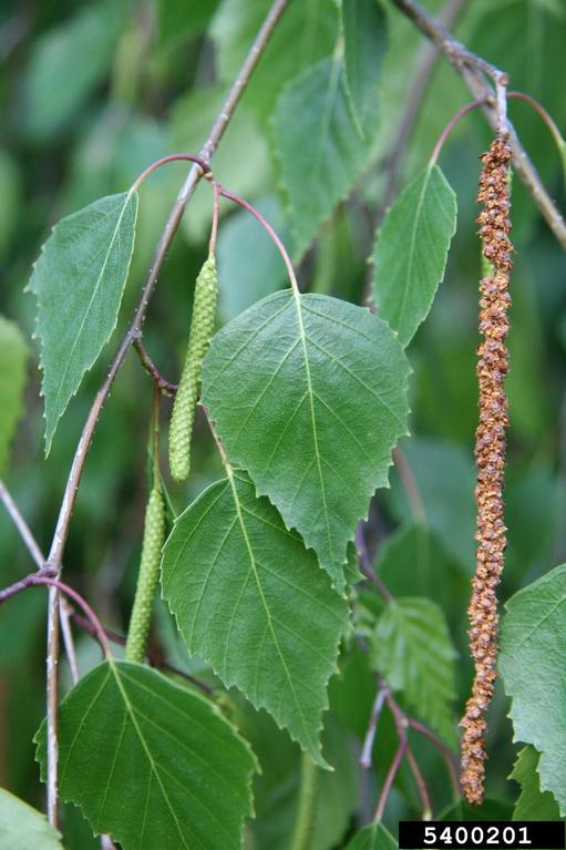 European birch (Betula pendula Roth)