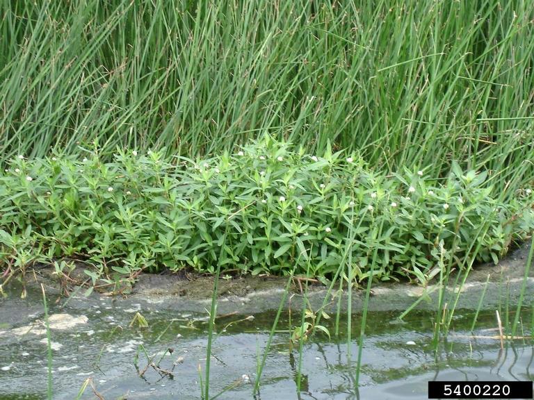 alligatorweed (Alternanthera philoxeroides (Mart.) Griseb.)