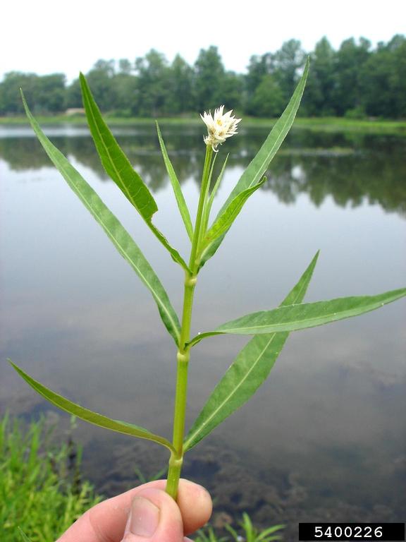 alligatorweed (Alternanthera philoxeroides (Mart.) Griseb.)