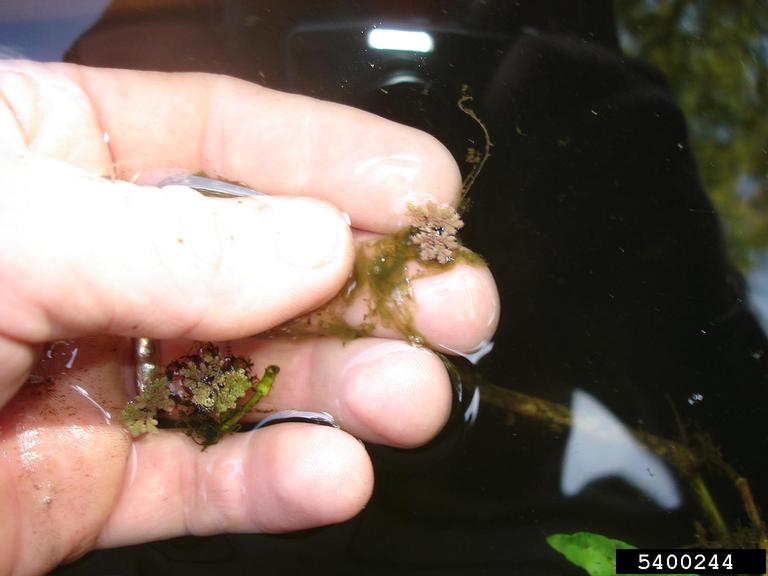 Carolina mosquitofern (Azolla caroliniana Willd.)