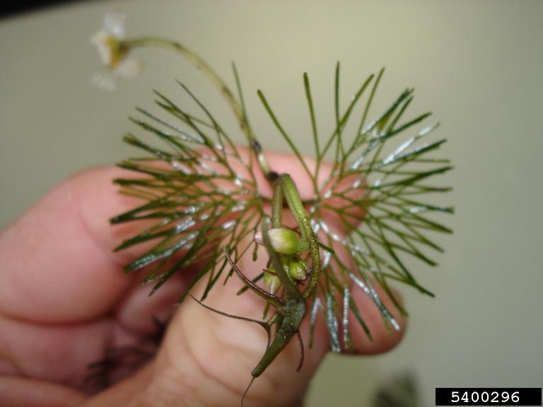 Carolina fanwort, fanwort (Cabomba caroliniana A. Gray)