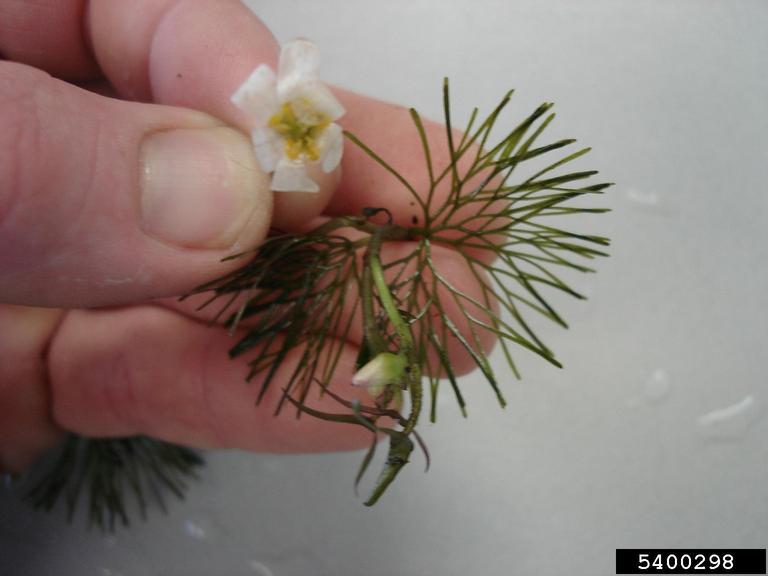 Carolina fanwort, fanwort (Cabomba caroliniana A. Gray)