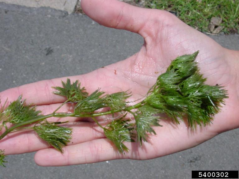 Carolina fanwort, fanwort (Cabomba caroliniana A. Gray)