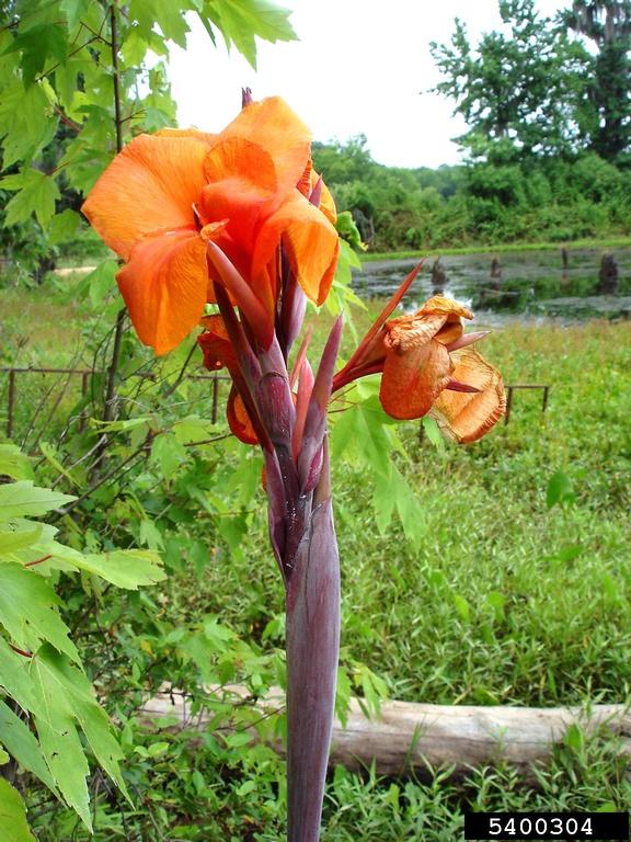canna (Genus Canna L.)