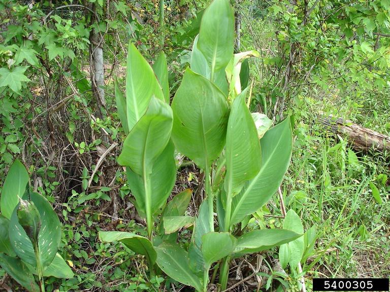 canna (Genus Canna L.)