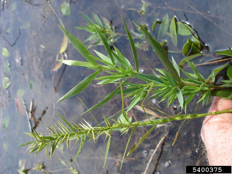 threeway sedge (Dulichium arundinaceum (L.) Britton)