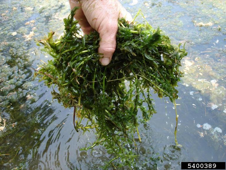 Brazilian waterweed, Brazilian elodea (Egeria densa Planch.)