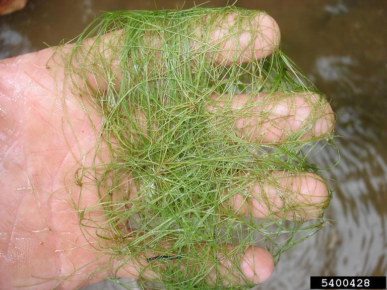 slender spikerush (Eleocharis baldwinii (Torr.) Chapm.)