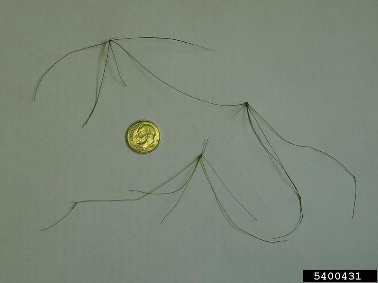 slender spikerush (Eleocharis baldwinii (Torr.) Chapm.)