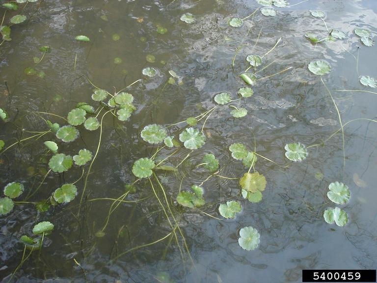 water pennywort (Hydrocotyle umbellata L.)