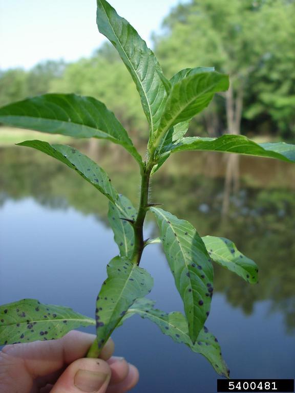 waterpod (Hydrolea quadrivalvis Walter)